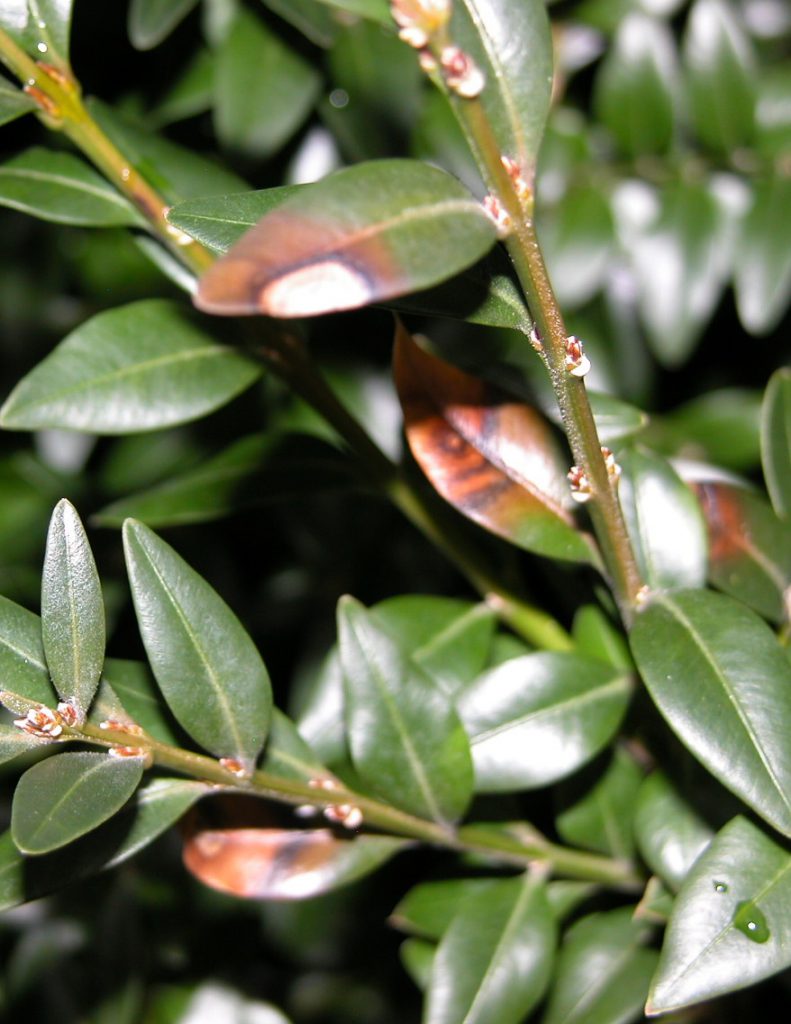 Boxwood – The Boxwood Guy