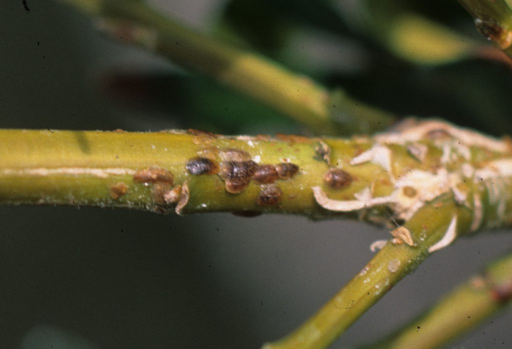 Boxwood – The Boxwood Guy